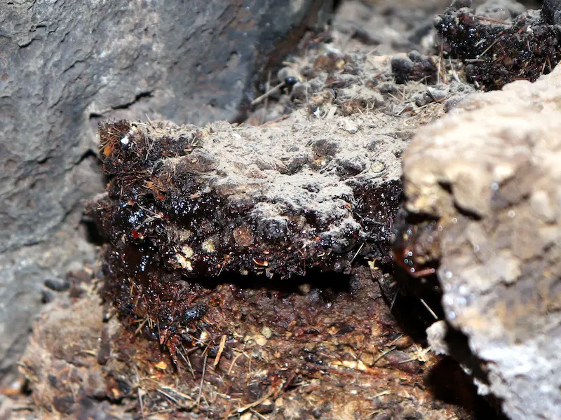 ¿Qué es el Shilajit? - Beneficios y Uso de este Sorprendente Suplemento ...